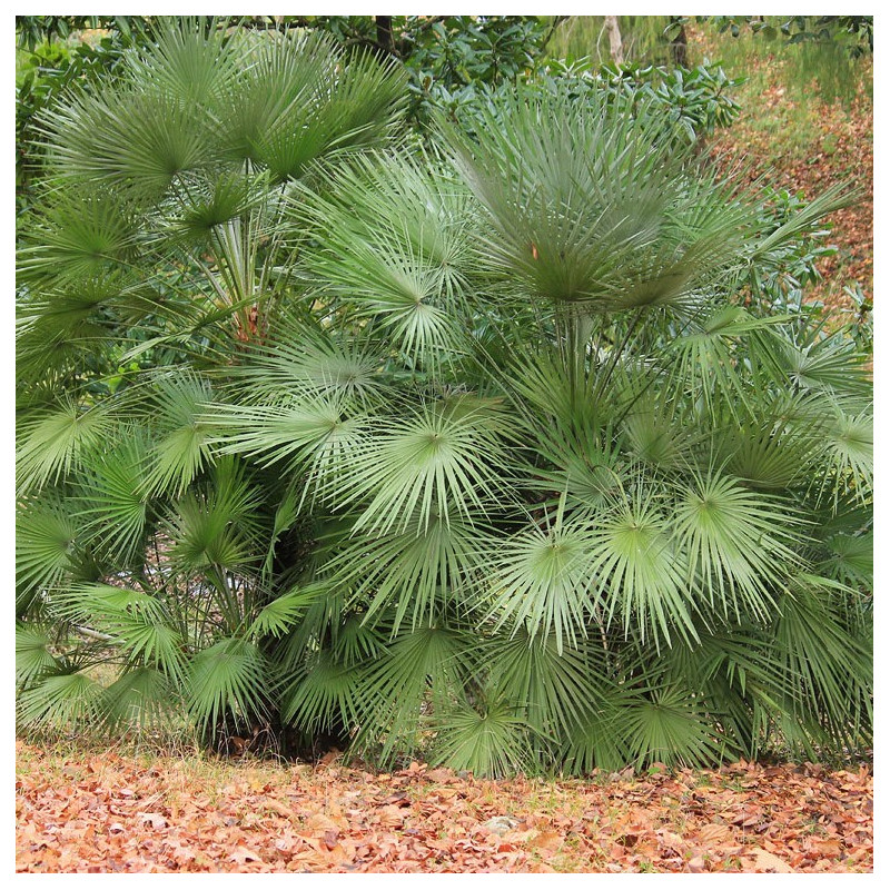Chamaerops humilis