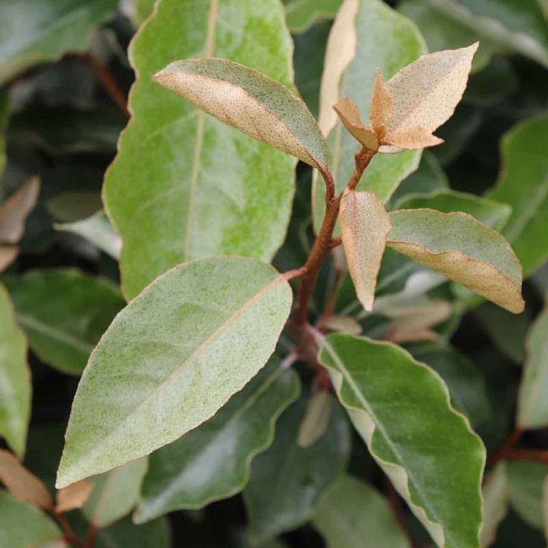 Elaeagnus ebbingei