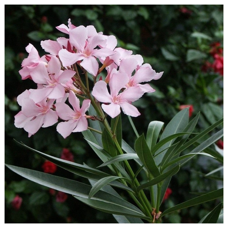 Nerium oleander