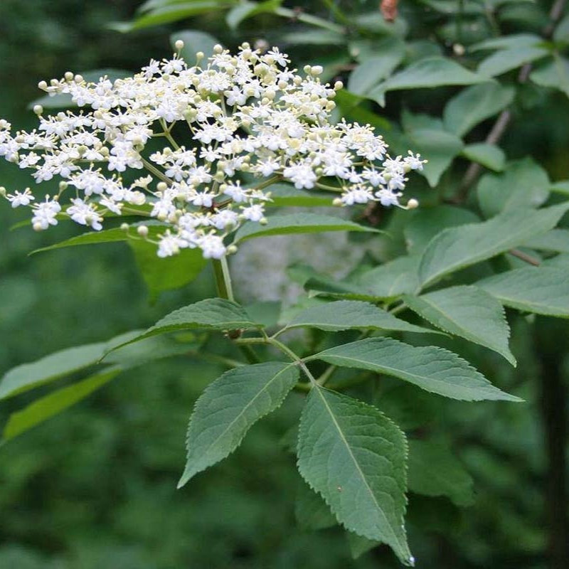 Sambucus nigra