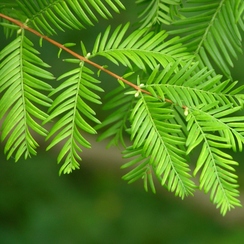 Sequoia Sempervirens