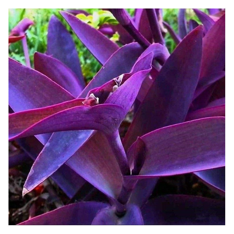 Tradescantia pallida