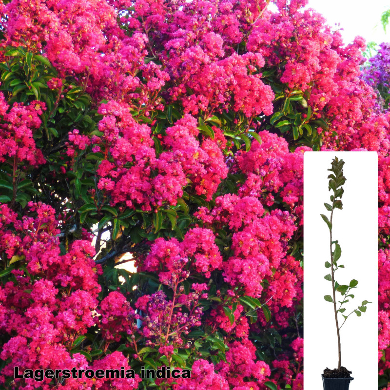 Lagerstroemia indica