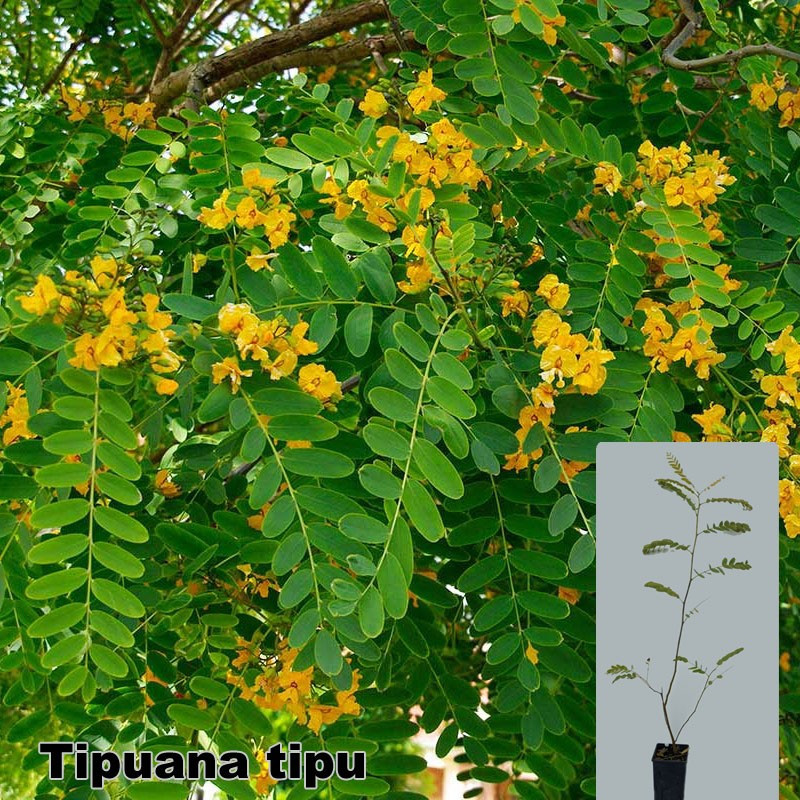 Tipuana tipu